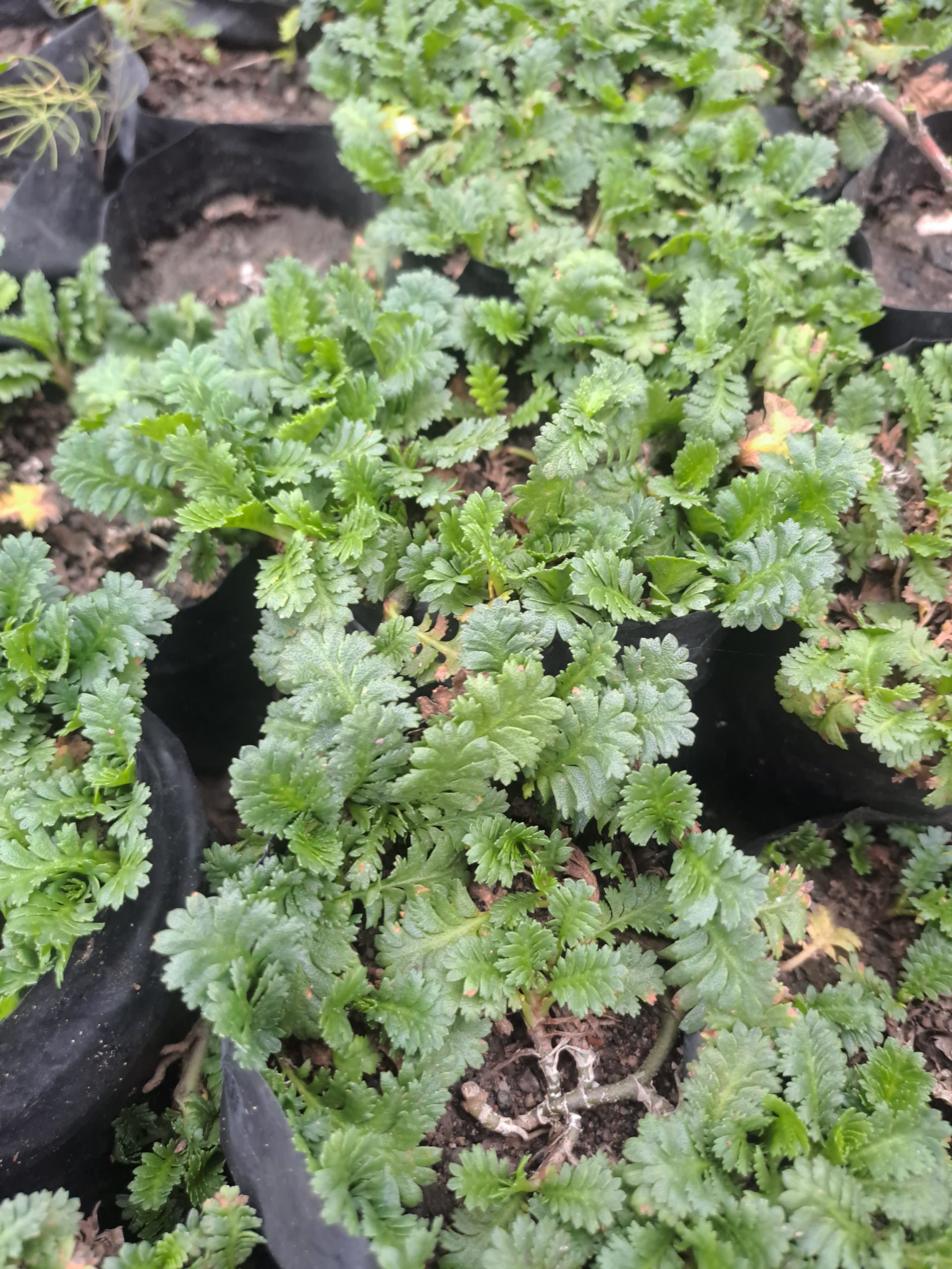 Cotula (Leptinella scariosa) – Cubresuelo de Rápido Crecimiento en Chile - Vivero Agustrini La ...